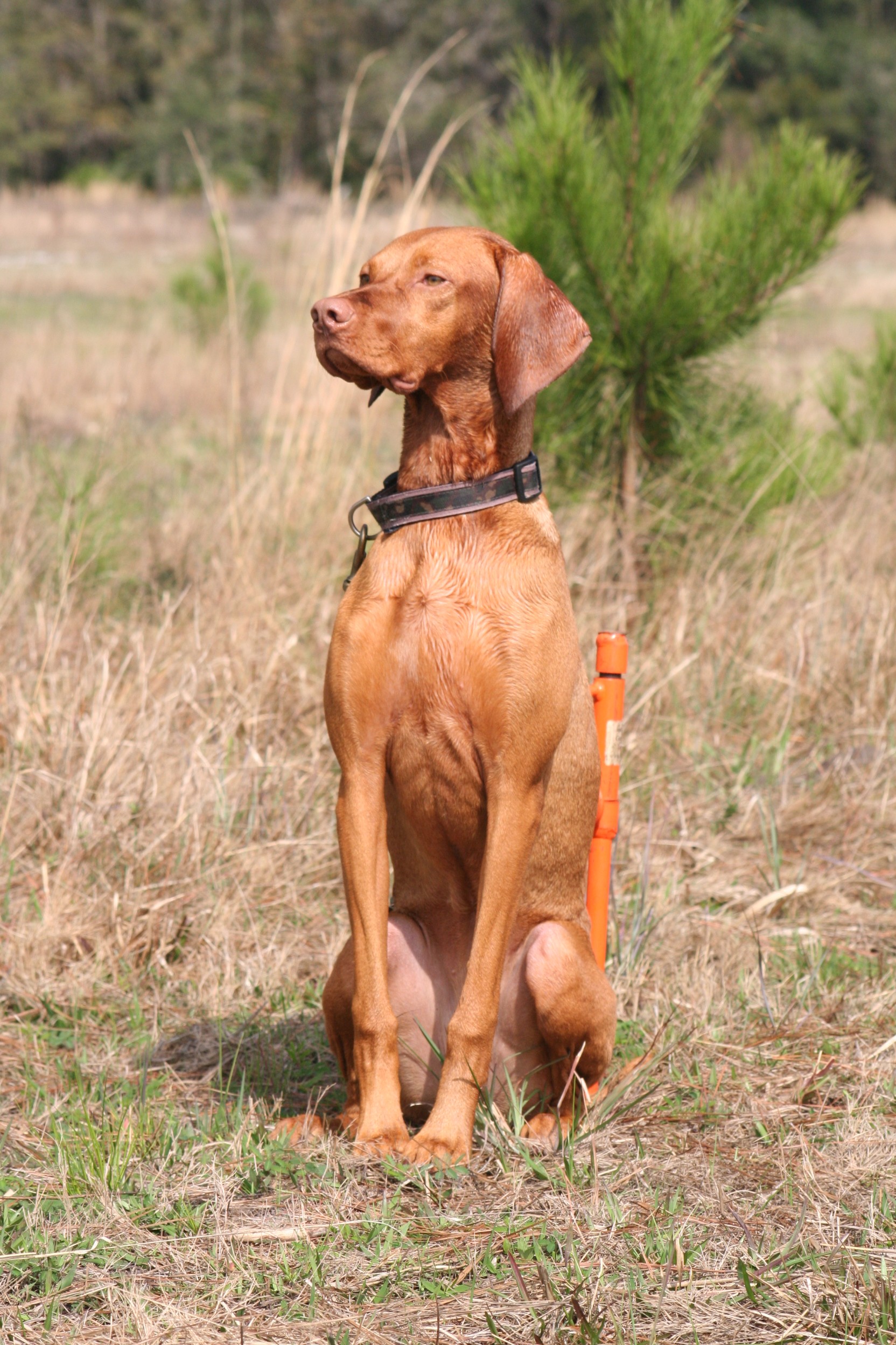 The Bird Dog Blogger – Be careful what you say about a man's wife and ...